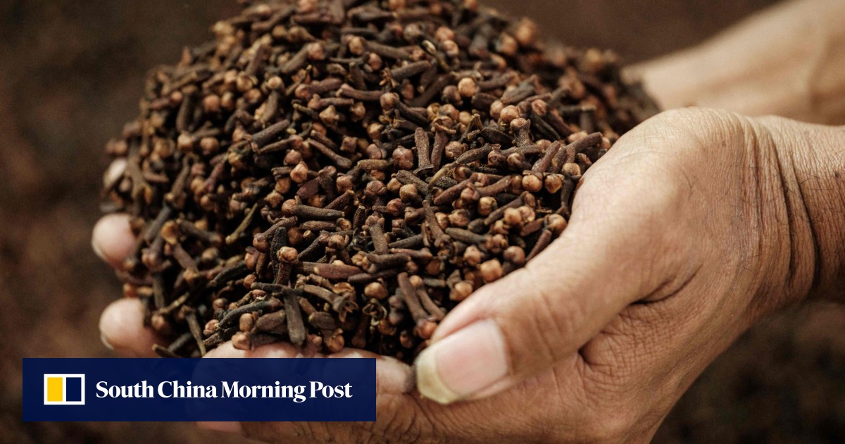 Indonesian clove farmers’ hopes wither as climate change hits hard ...