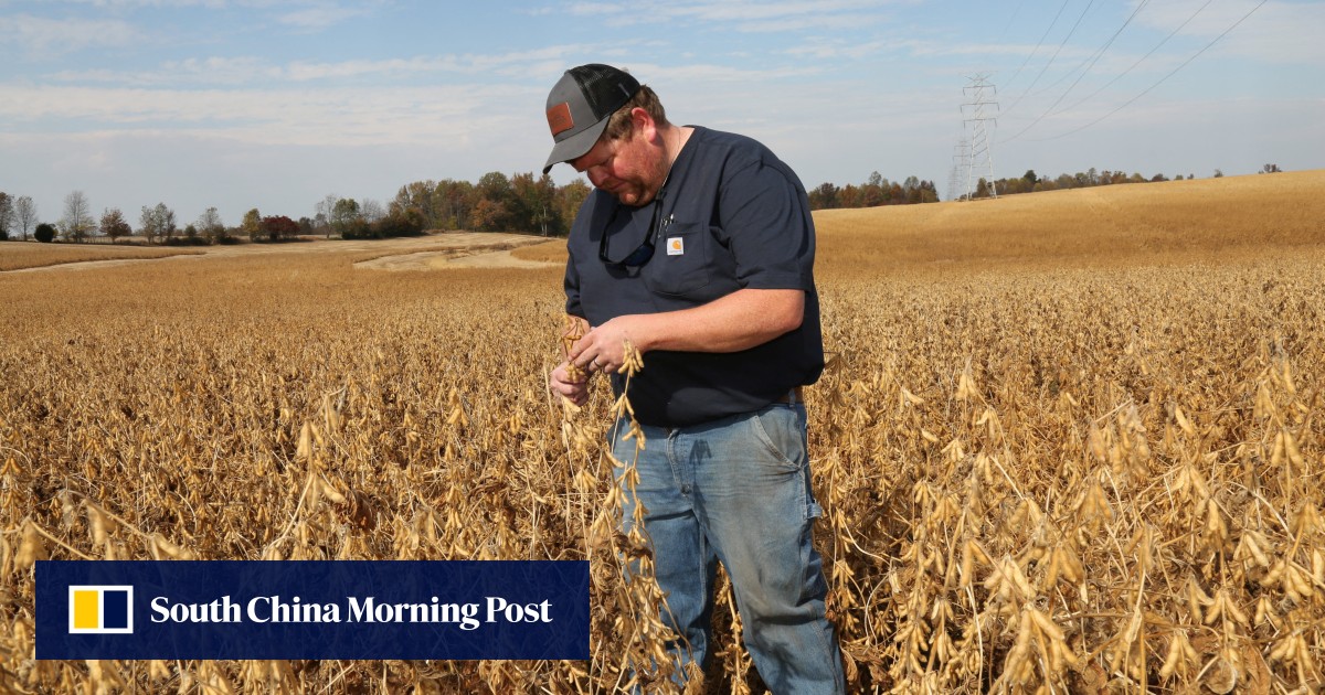 US farmers feel pain as soybean exports to China flatline despite ...