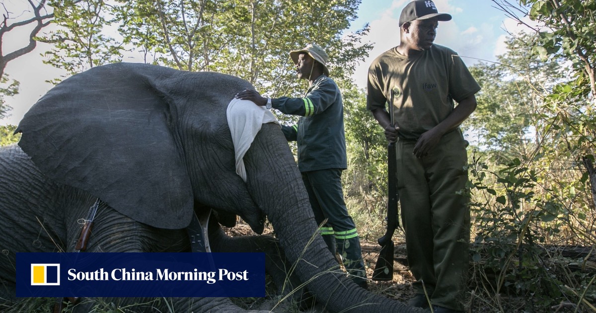 Zimbabwe to cull elephants and distribute meat to people | South China ...