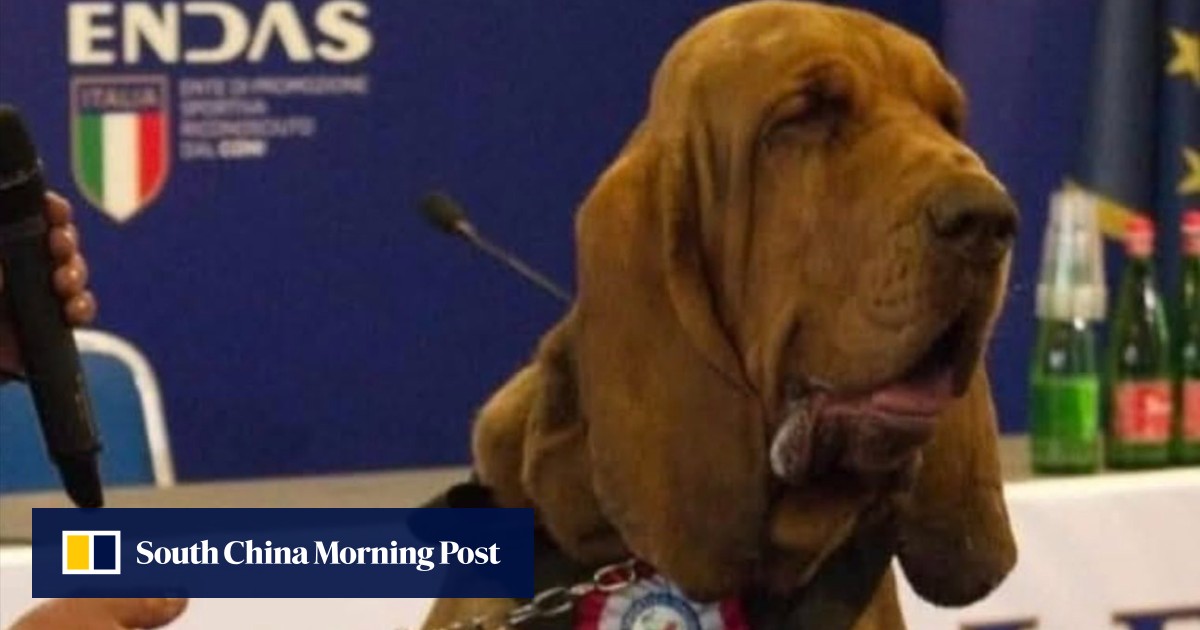 Outrage in Italy as heroic police dog Bruno killed in ‘vile, cowardly ...