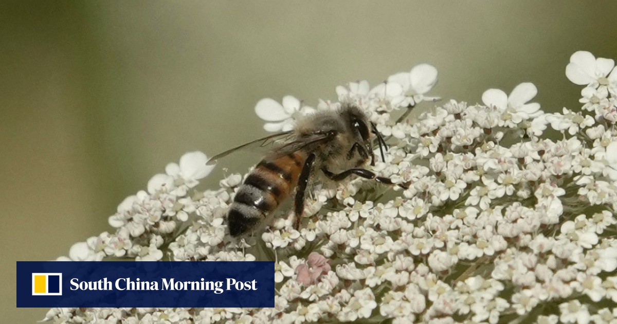 Million-strong petition in France demands halt to bee-killing pesticide ...