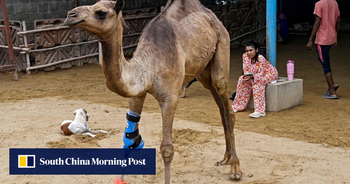 Cammie the Pakistani camel walks again with a prosthetic leg | South ...