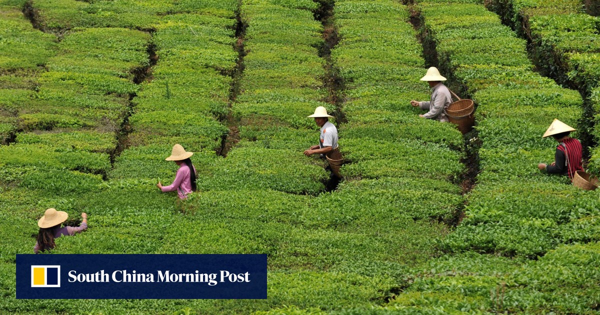 How is market reading the tea leaves as China’s Puer bubble comes off ...