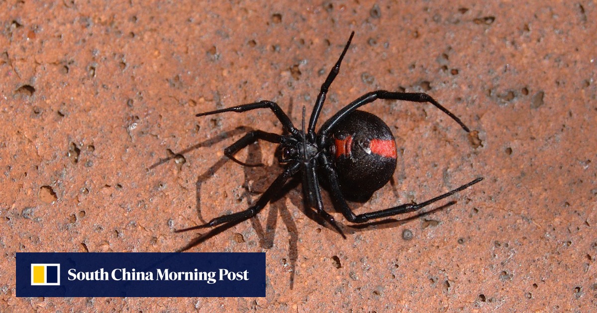 Redback spider scare at Japan’s Osaka Expo sparks safety warnings ...