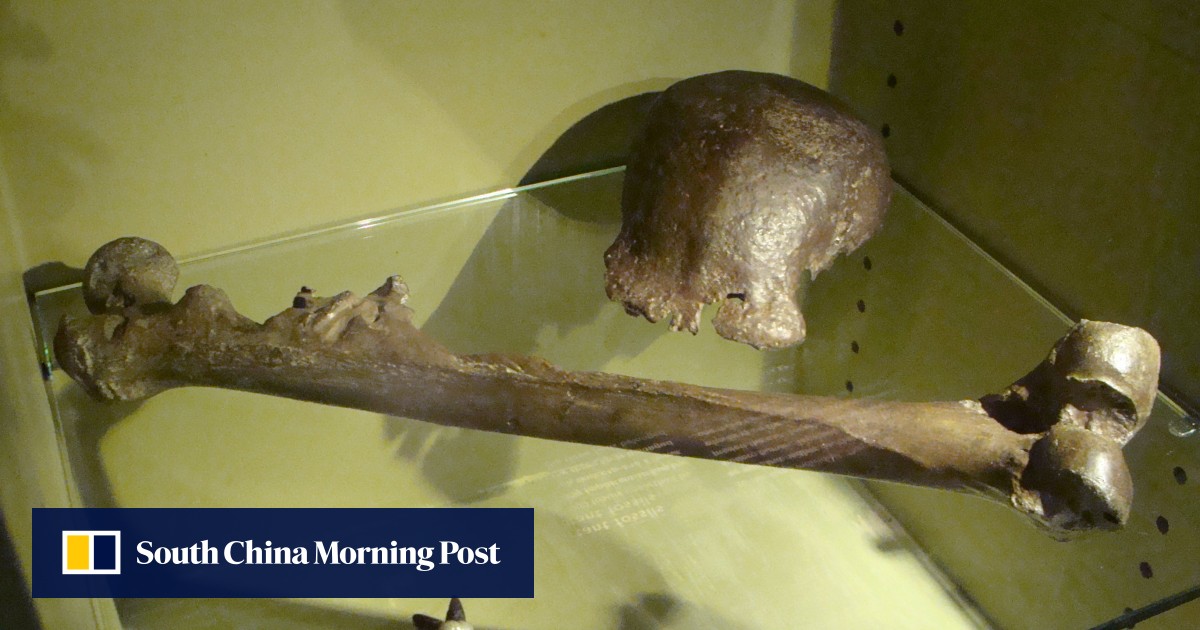 pithecanthropus erectus java man