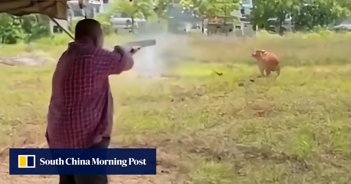 Anger as Malaysian state leader shoots Eid cow with shotgun | South ...