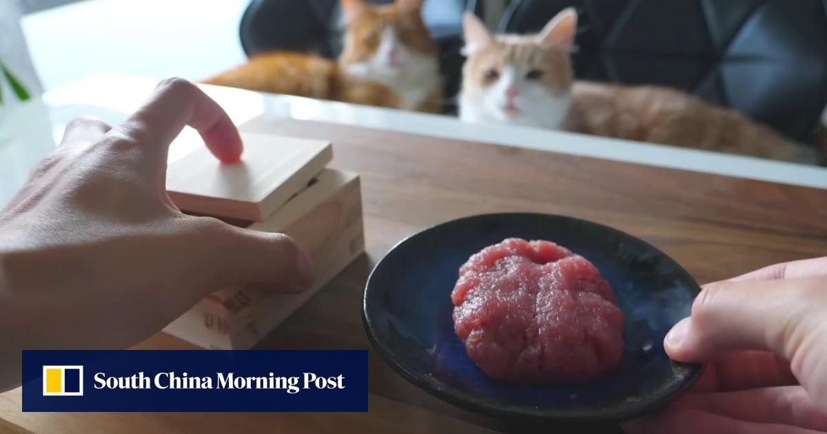 YouTube channel JunsKitchen combines two cornerstones of the site: cats ...