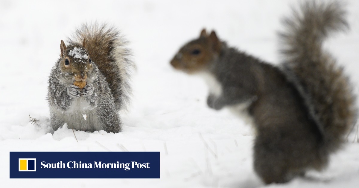 Sticky situation: squirrels are sabotaging US maple syrup operations ...