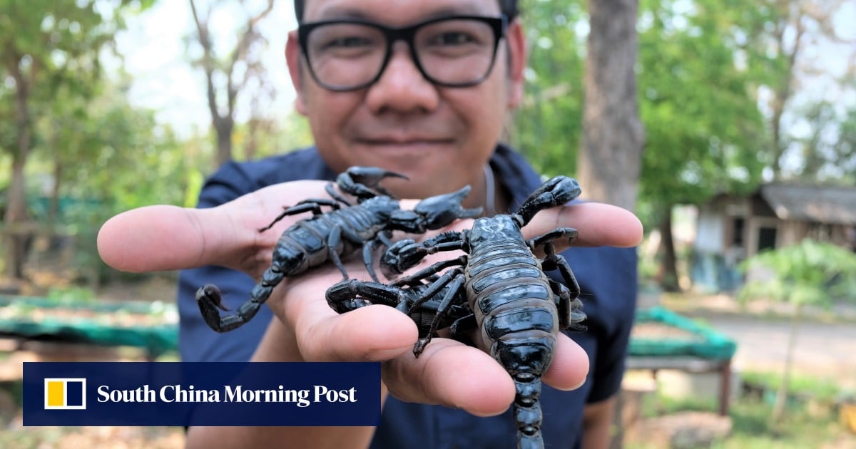 Meet Thailand’s fearless scorpion hunters who feed demand from ...