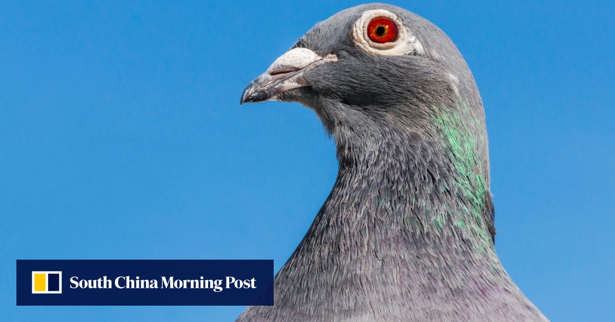 Meet Armando, the US$1.4 million racing pigeon that had two Chinese ...