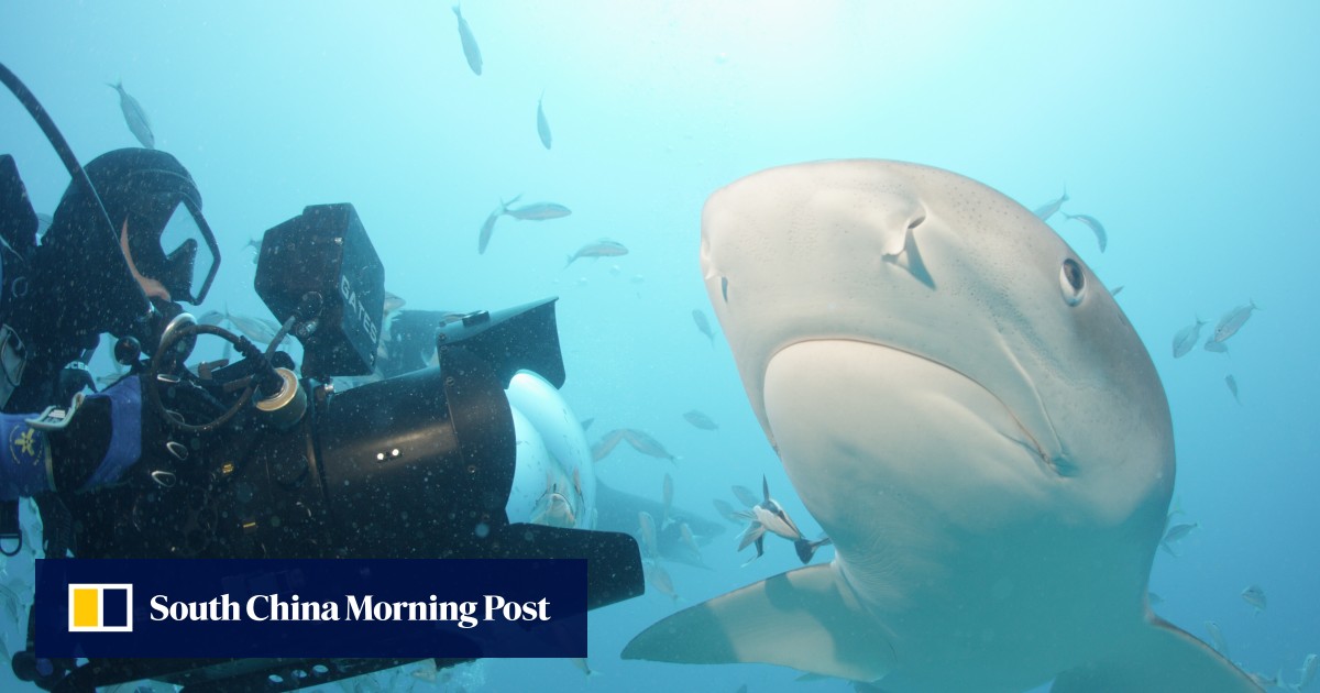 Shark fin trade documentary honours director who died during filming ...