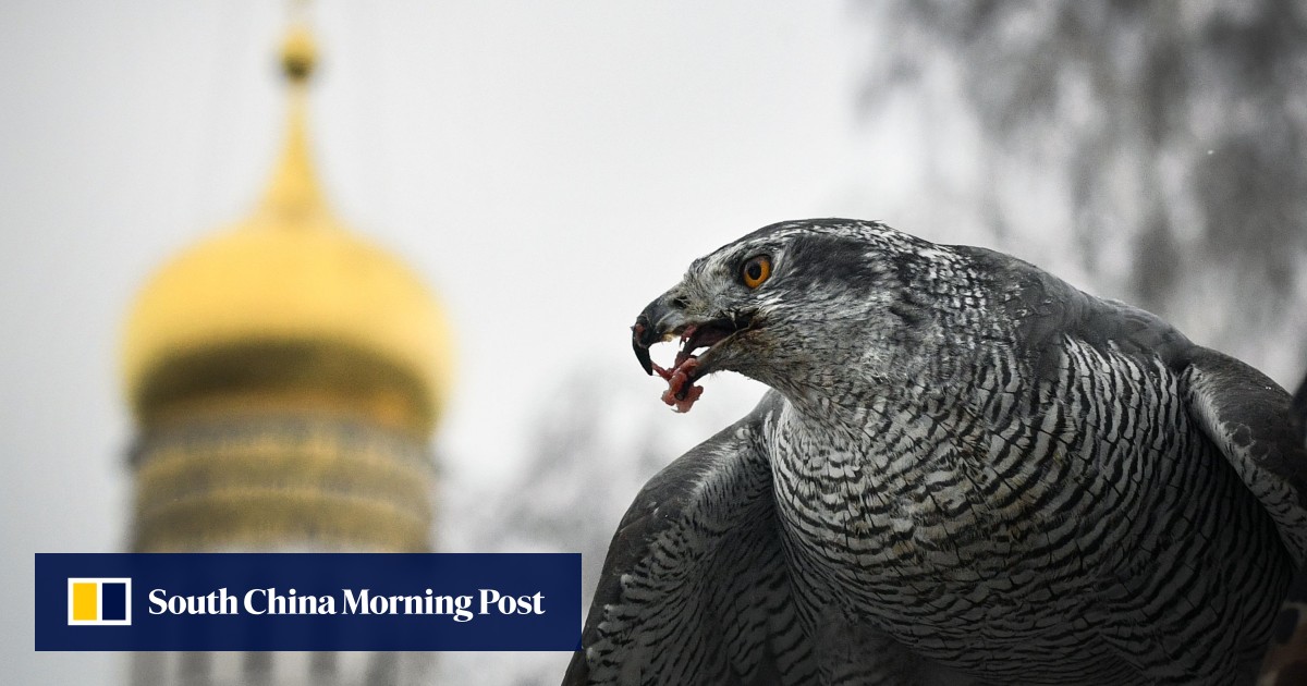 The Kremlin hawks that keep watch over Russia President Vladimir Putin ...