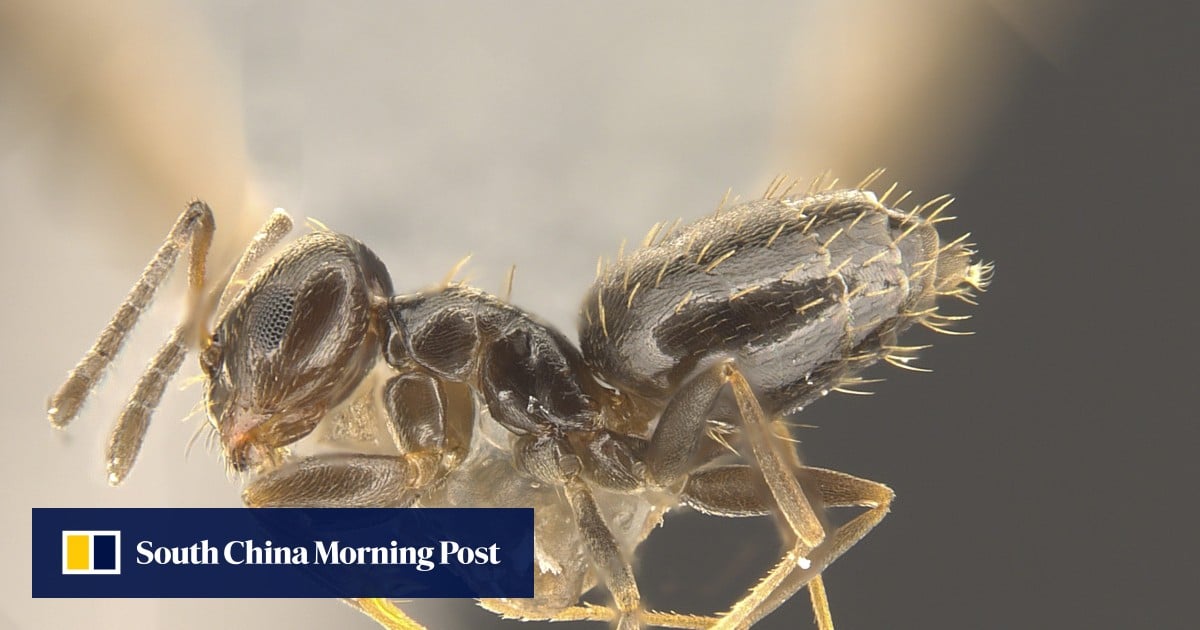 New ant discovered in Hong Kong named after Lantau Island, but another ...