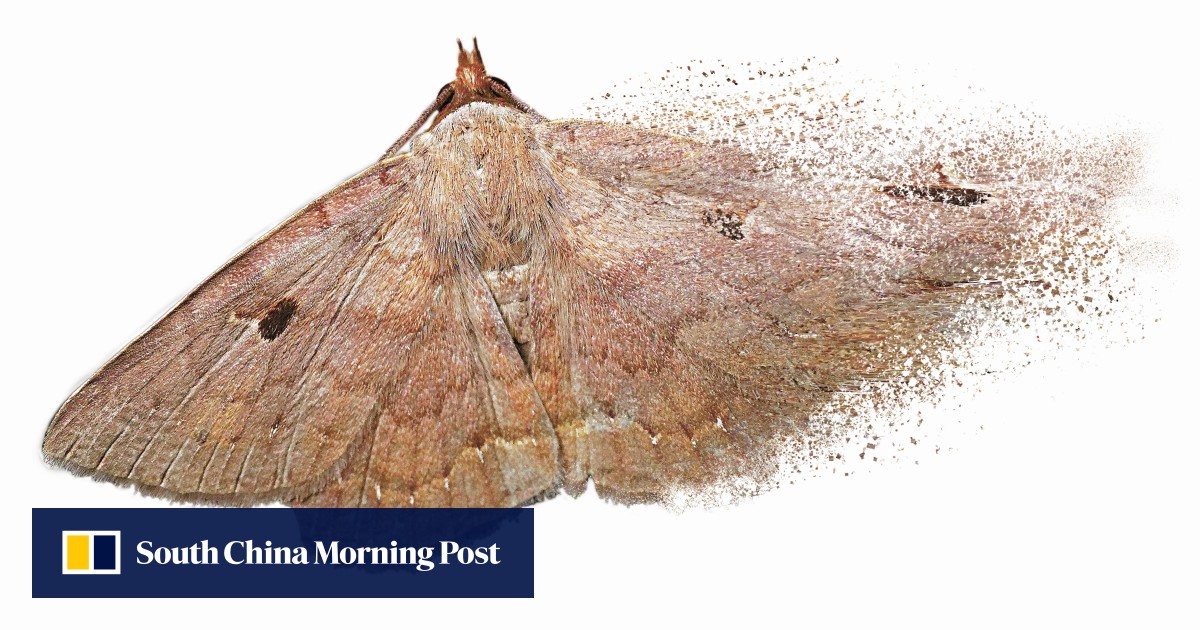 The insect apocalypse is coming: Hong Kong moth study shows the threats ...