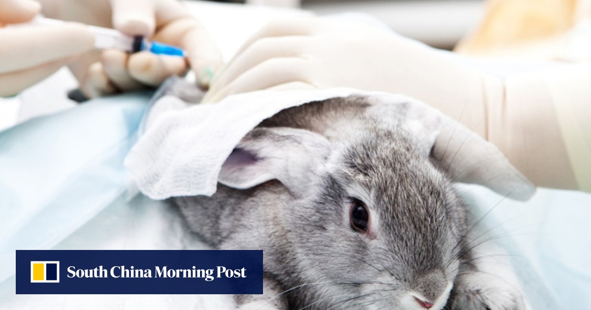 China announces end to post-market animal testing for cosmetic products ...