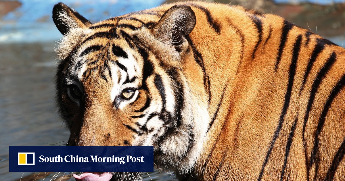 How Belmond’s luxury ‘Tiger Express’ train journey could save big cats ...