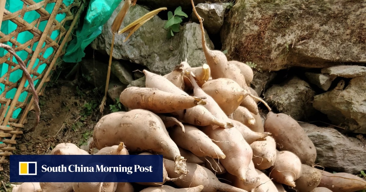 Yacon, wonder tuber from the Andes - almost no calories and does ...