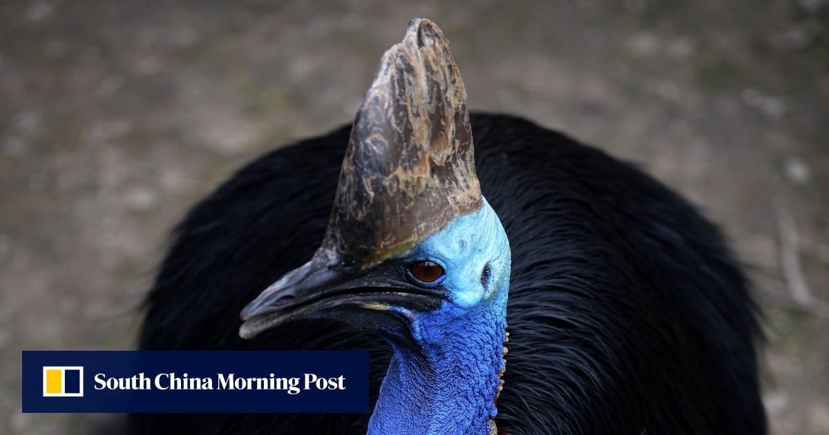 ‘World’s most dangerous bird’, a cassowary, attacks and kills its owner ...