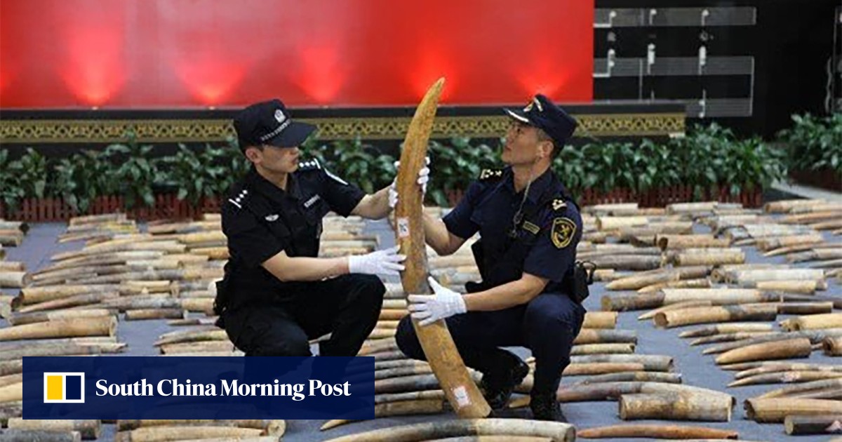 Chinese customs officers seize more than 7 tonnes of ivory in record ...