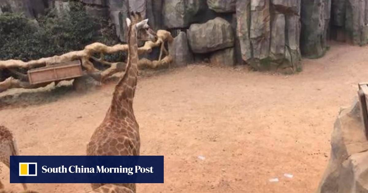 Chinese zoo asks tourists not to feed cash to its animals after visitor ...