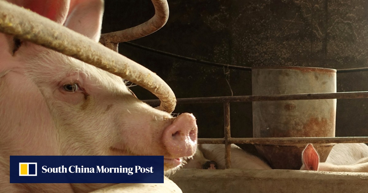 ‘What makes an animal alive?’: scientists revive brain function in dead ...