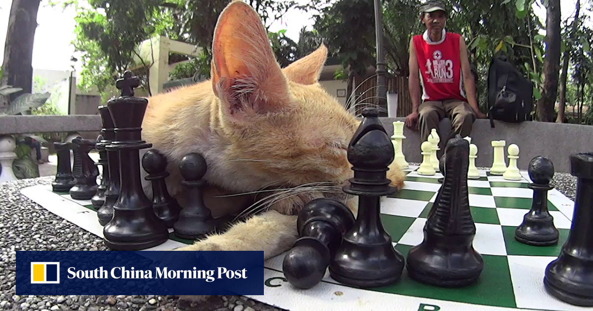 Checkmate Manila: pawns, paws and a grand chess game in the Philippine ...