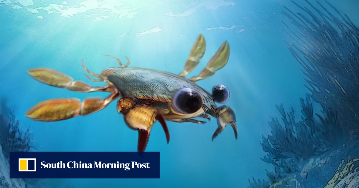 Nightmare crab with cartoon eyes: scientists discover bizarre ...