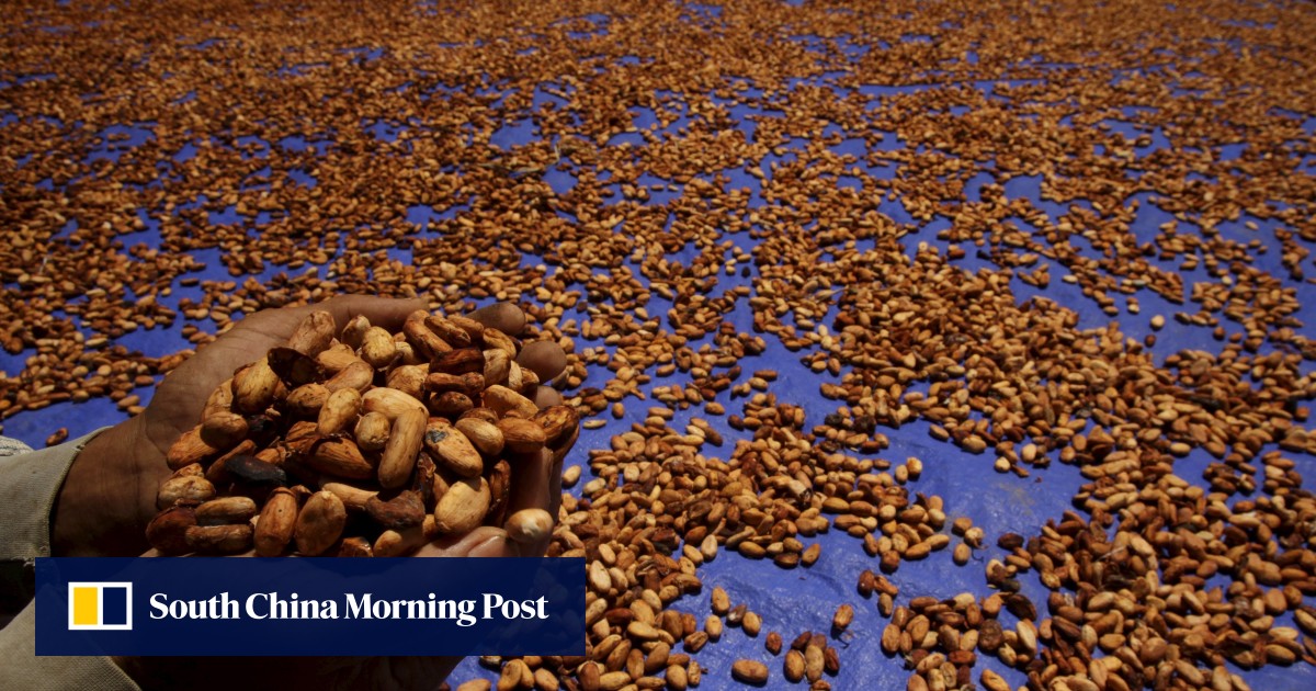 Indonesia’s chocolate dream: sustainable cocoa farming | South China ...