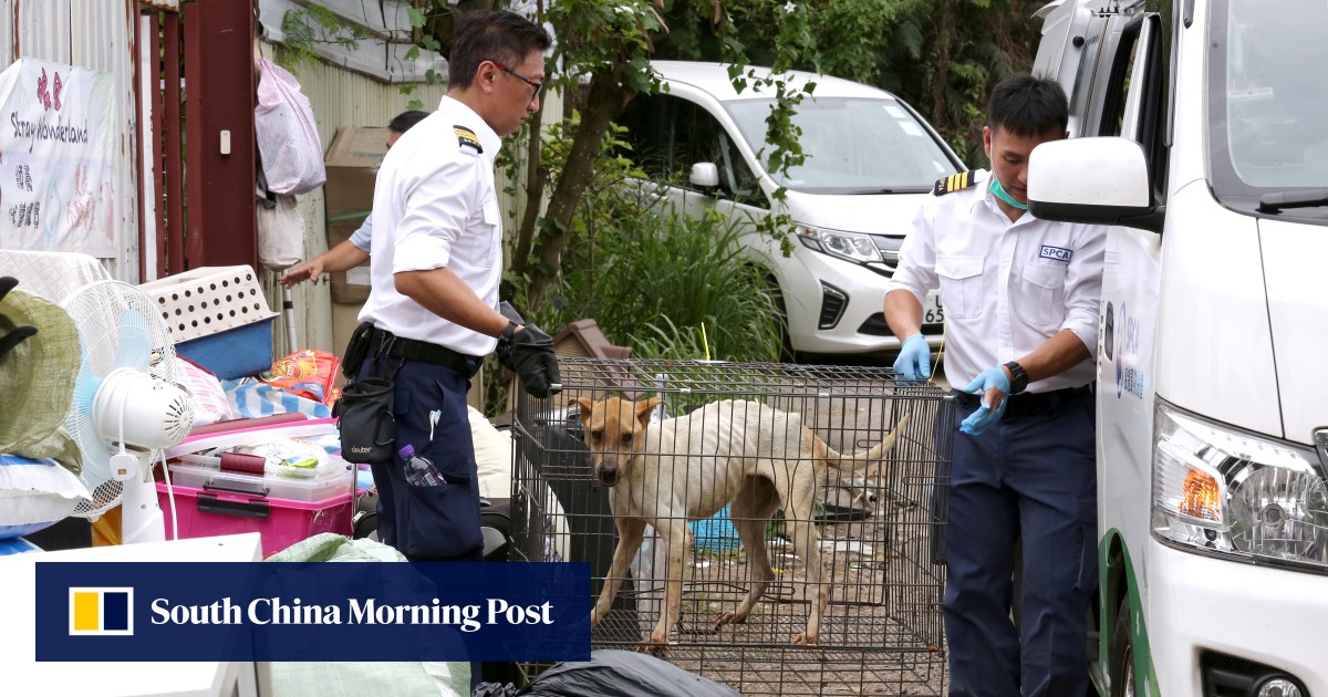 Animal shelter nightmare: inspectors discover 36 dead cats and dogs at ...