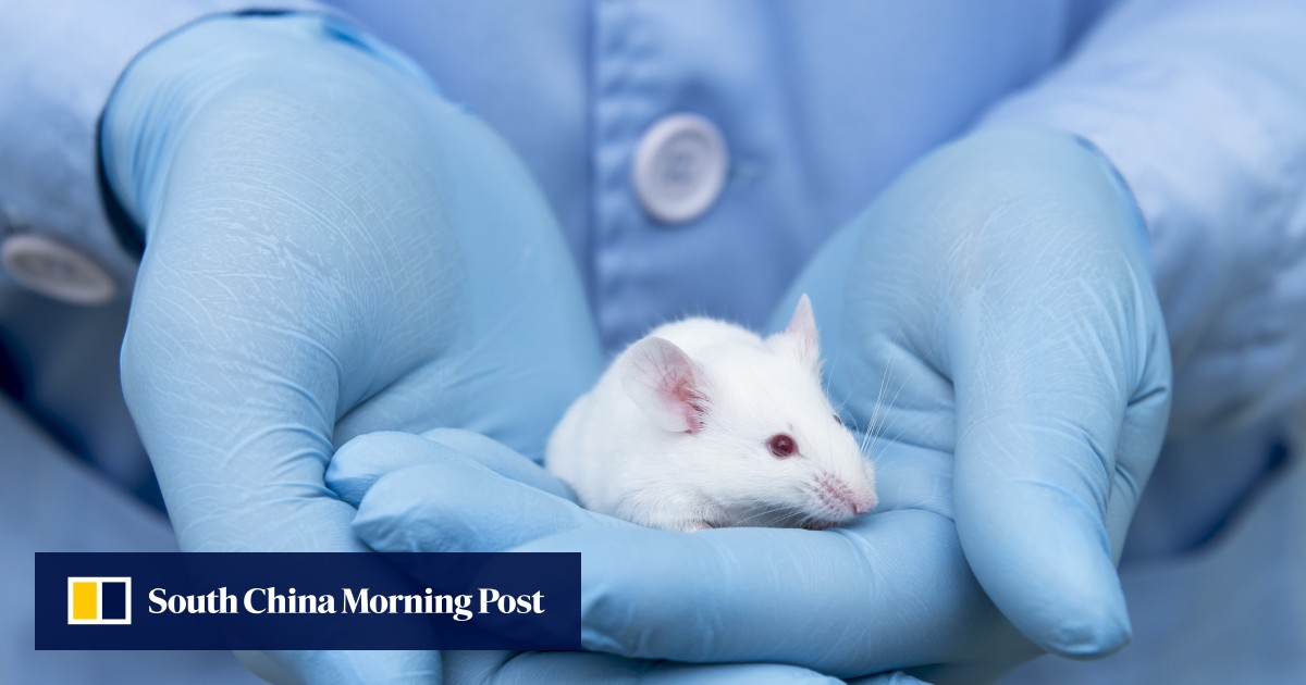 See how they run: watch these mice in Nasa’s rodent habitat learn new ...