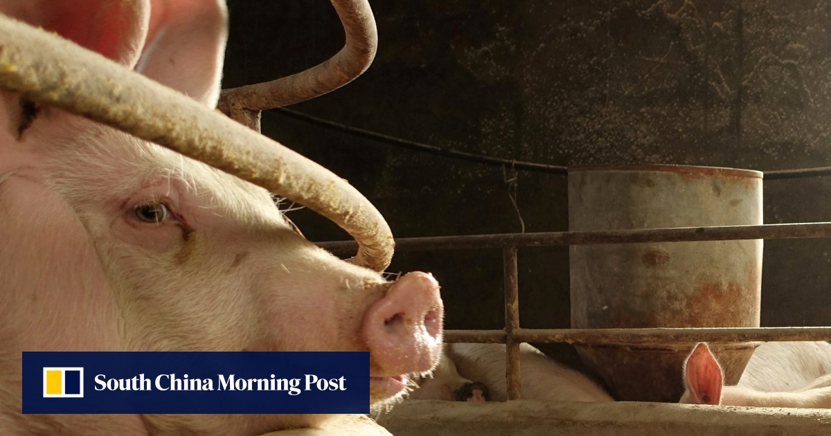 From starving pigs to disappearing chairmen: Chinese companies offer ...