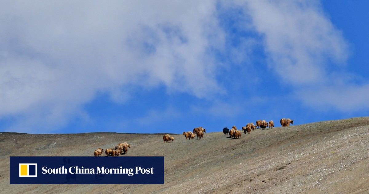 Chinese adventurer forced to survive on grass and roots after being ...