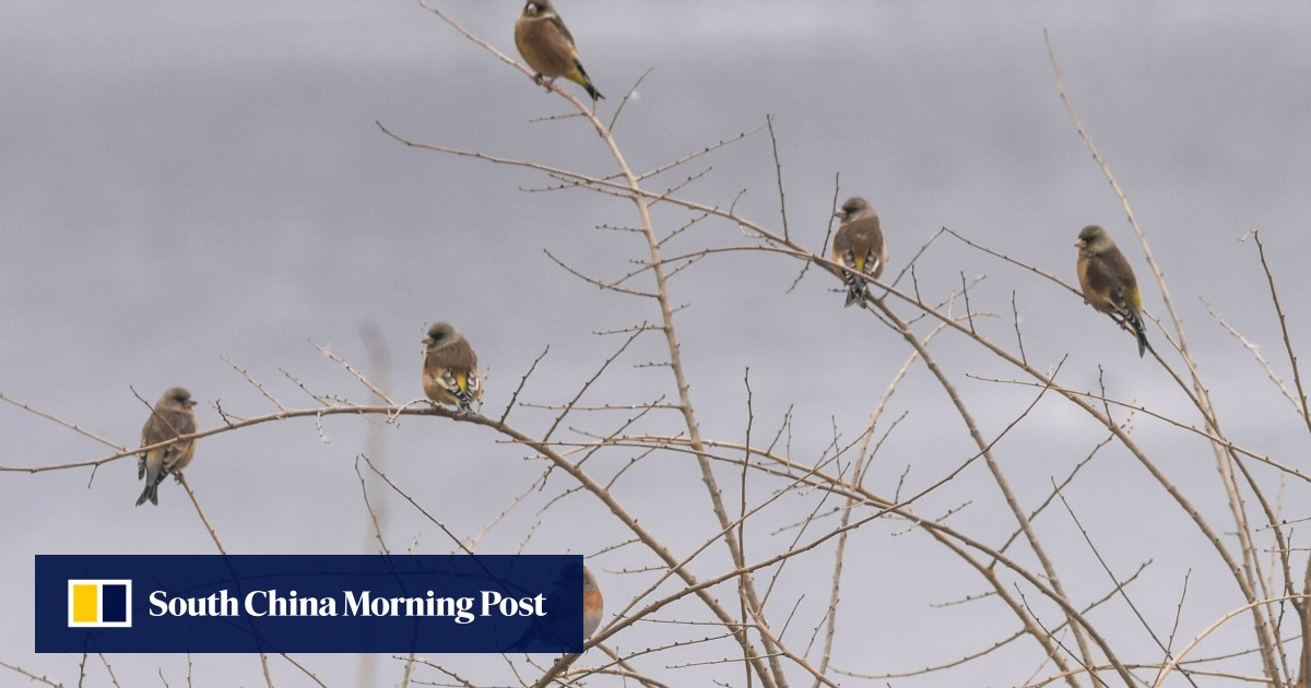 Birds of Beijing: China’s capital is important point on ‘avian super ...