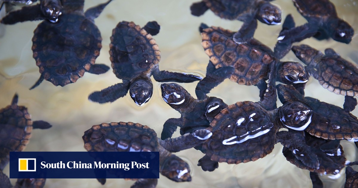 Japanese man caught smuggling 60 turtles through Hong Kong airport ...