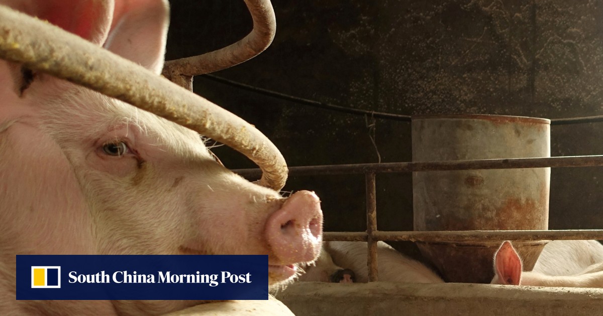 Hong Kong confirms first case of African swine fever – and orders cull ...
