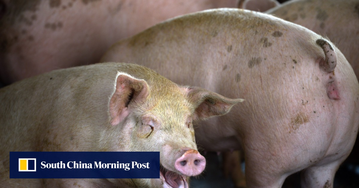Deadly in pigs but harmless to humans, why is African swine fever such ...