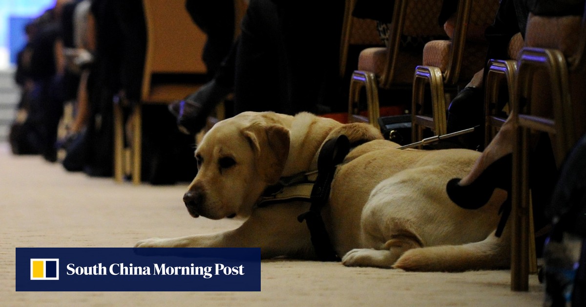 Chinese bus driver who refused to move with blind woman’s guide dog on ...