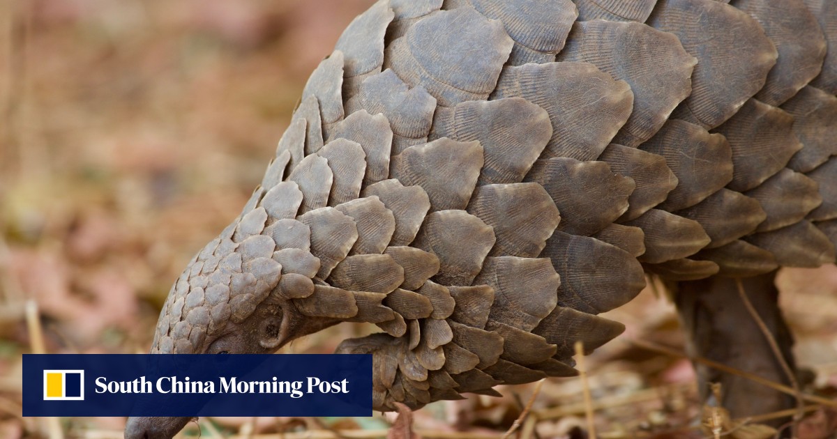 Hong Kong’s black market in pangolin scales feeding demand in mainland ...