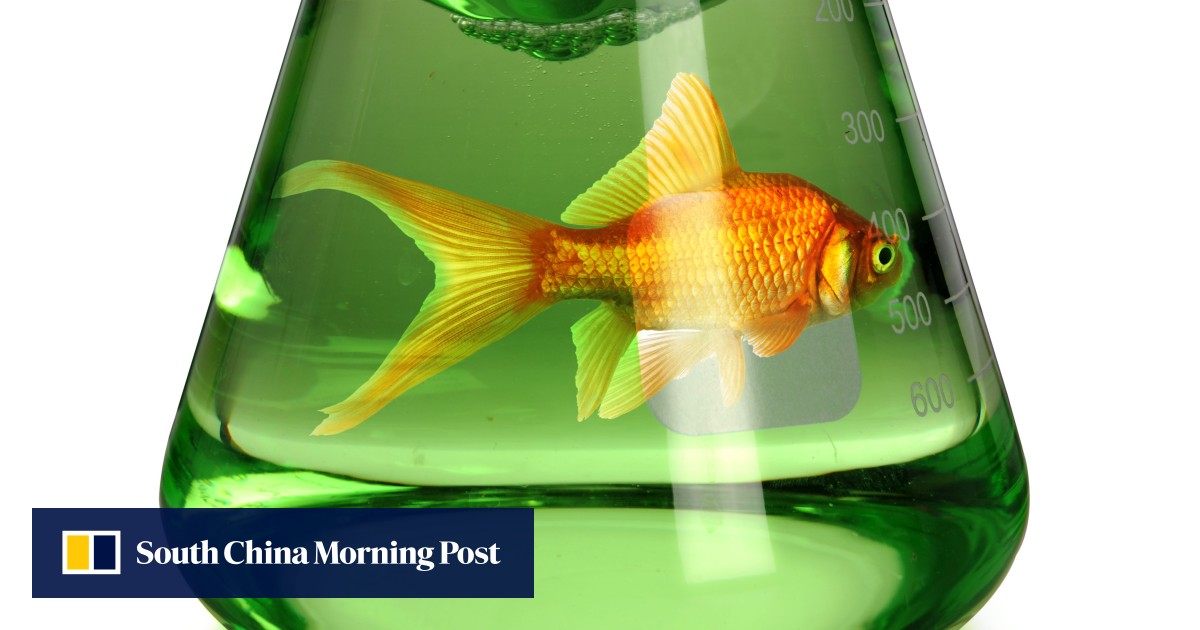 The great protein shake-up: start-up creates lab-grown fish – without ...