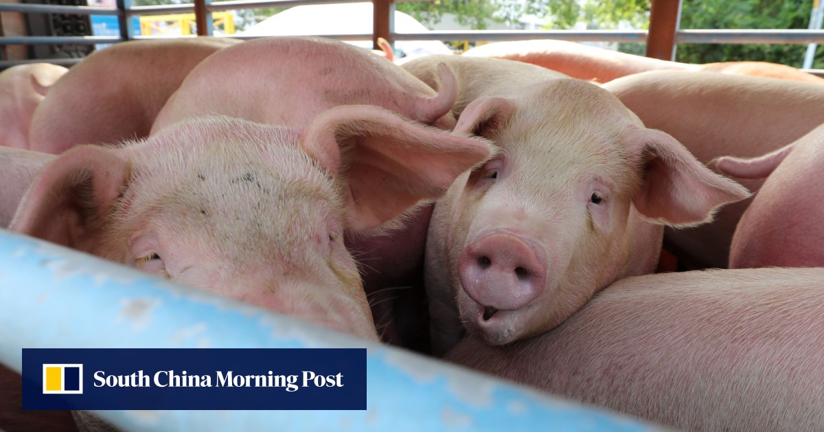 Hong Kong abattoir to reopen after pig cull and cleaning operation ...