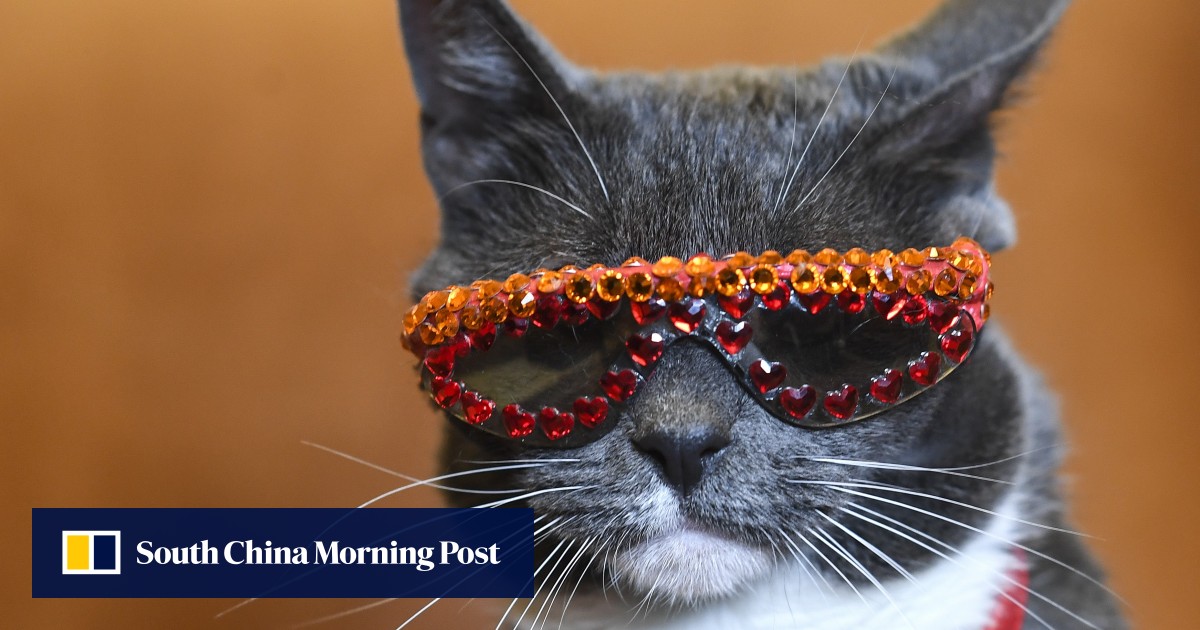 Instagram star Sunglass Cat: the social media sensation with 500,000 ...