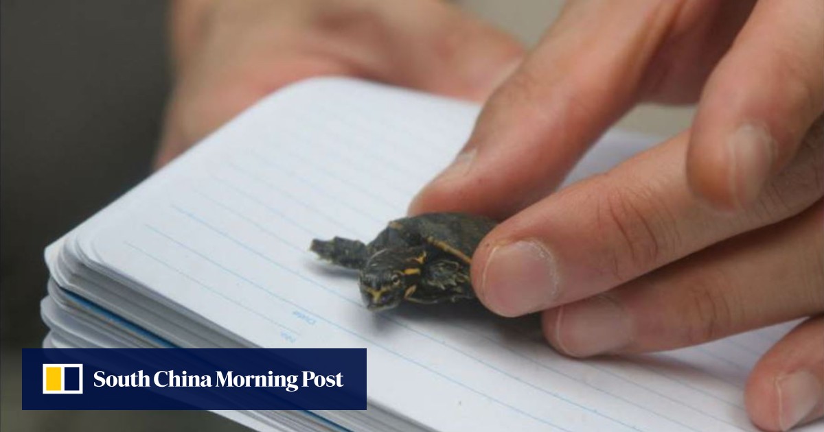 New Jersey man gets two years probation for role in turtle smuggling ...