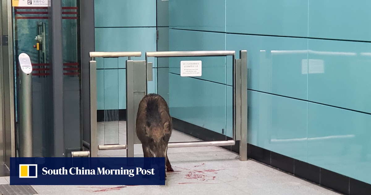 Wild boar injures woman at Kennedy Town MTR station after gory tussle ...