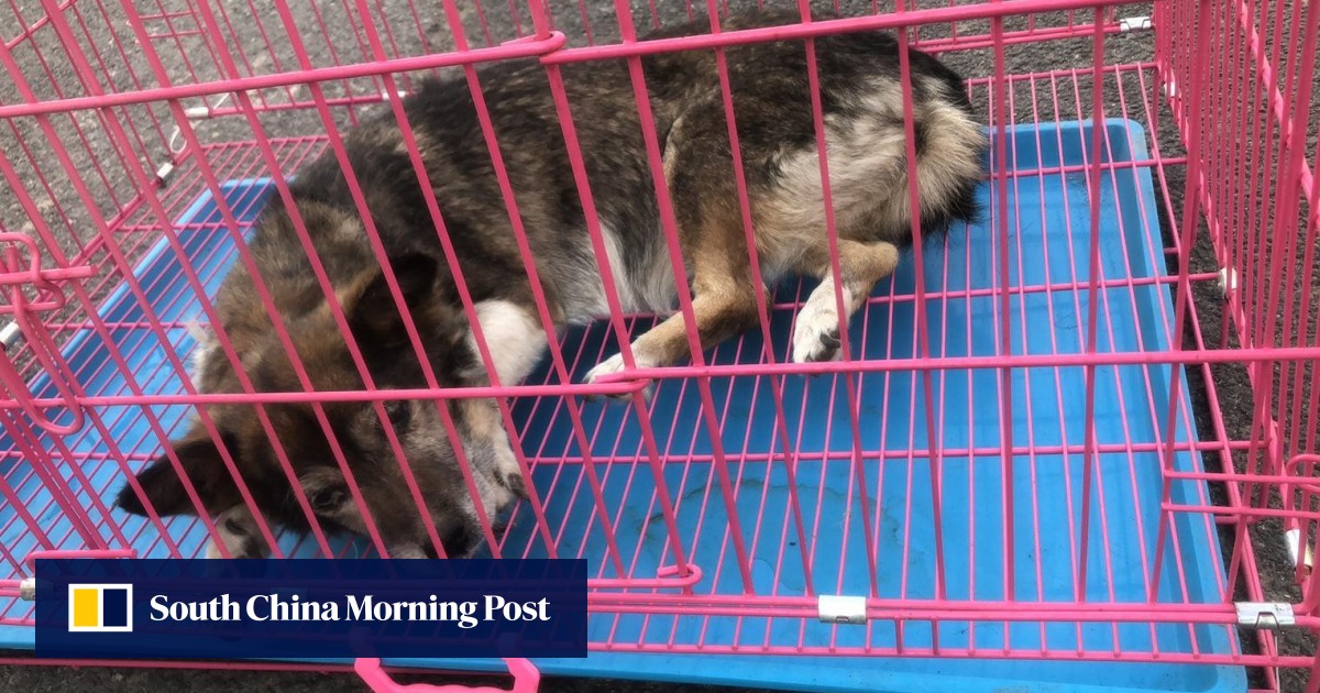 Chinese animal rights group saves seven dogs from restaurant | South ...