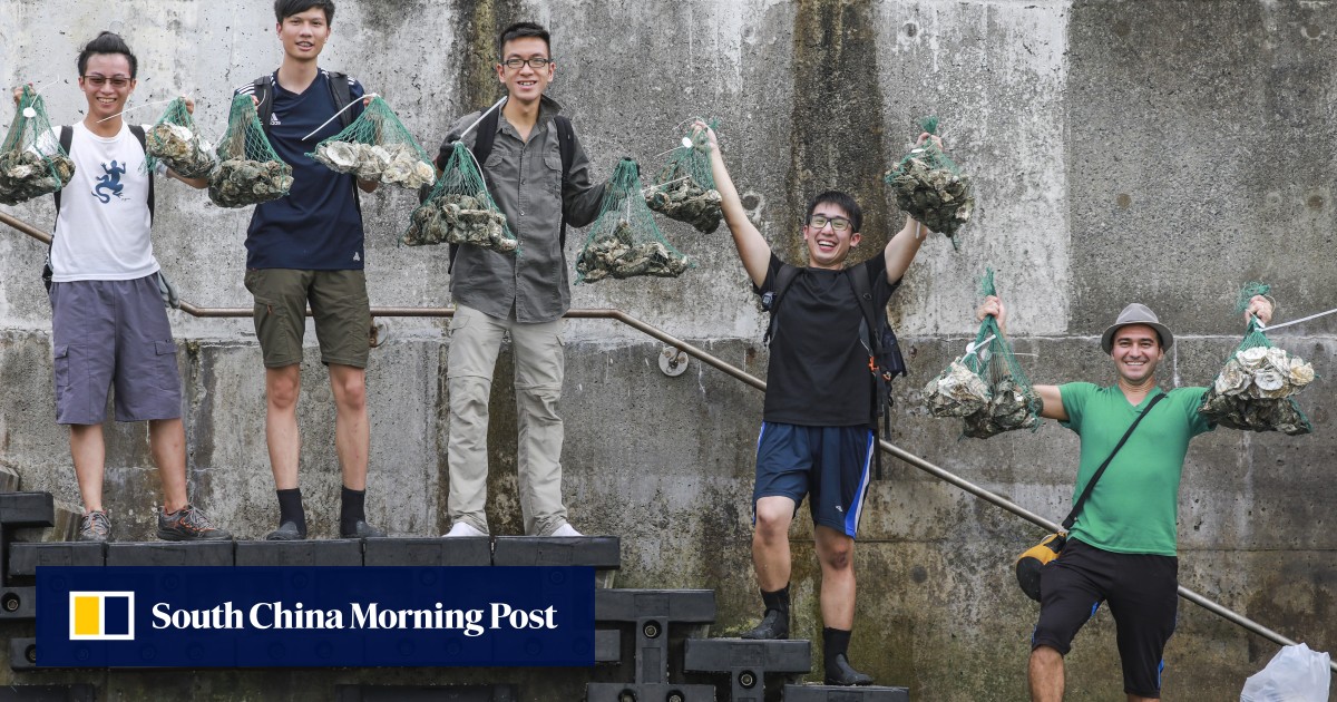 Hong Kong marine ecologists lead ‘eco-shoreline’ project to reshape ...