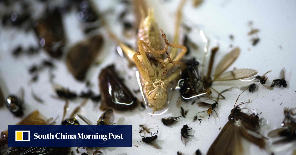 Insect apocalypse: pesticides, fertilisers and habitat loss blamed for ...