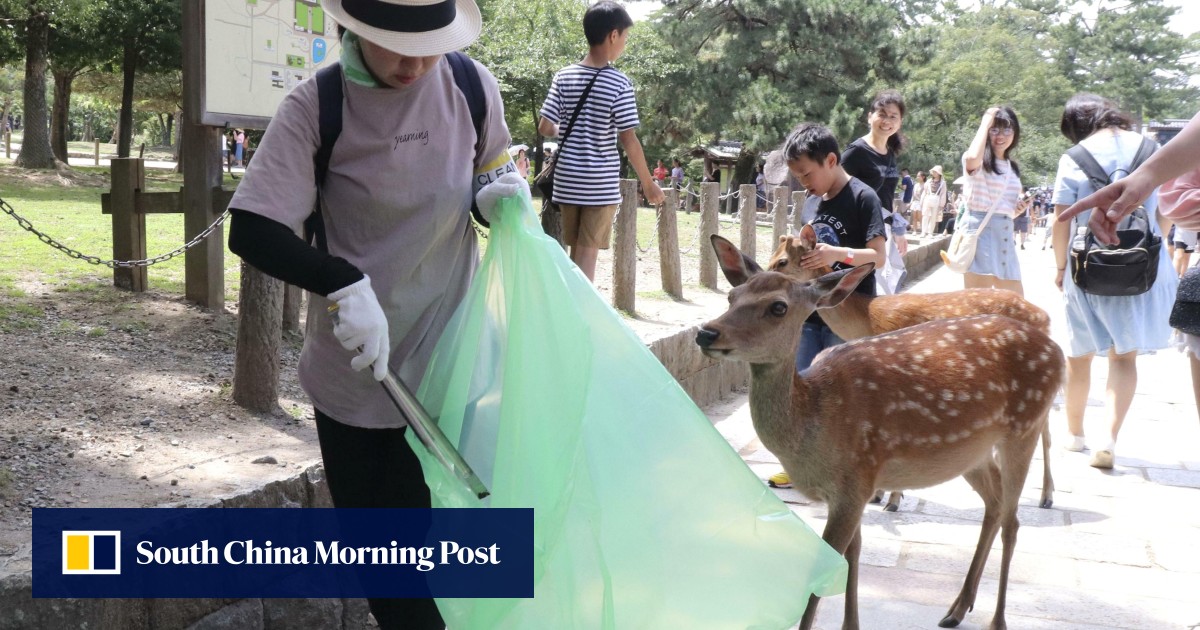 Japan’s famous Nara deer dying from eating plastic bags | South China ...