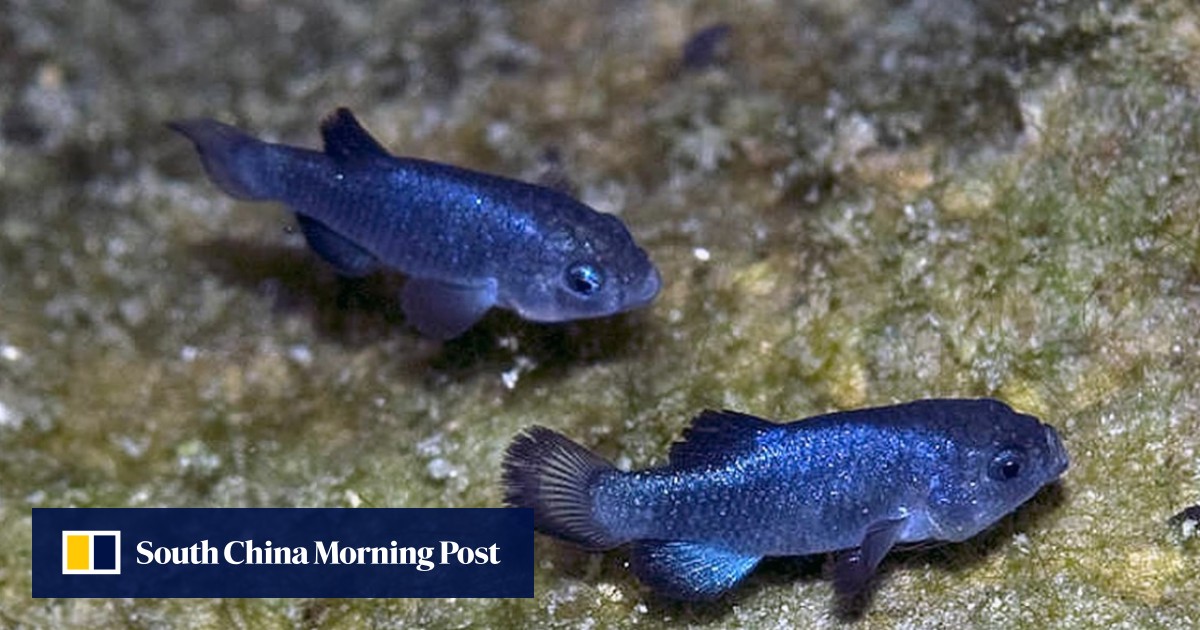 World’s rarest fish survived California earthquake by riding out 10 ...