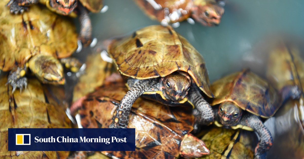 Illegal wildlife trade still needs tougher penalties, say Hong Kong ...