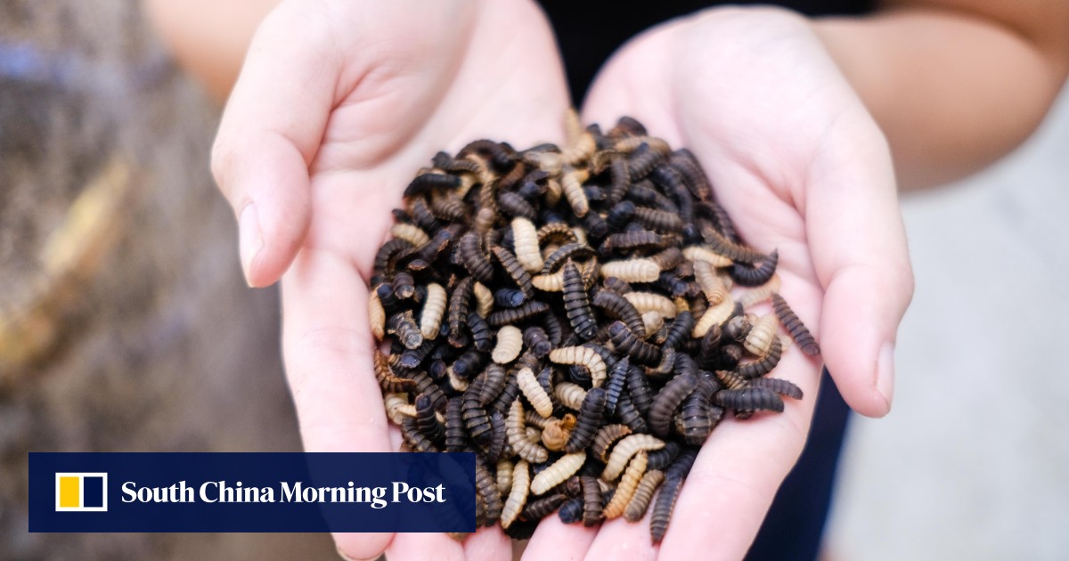 These insects are helping Singapore save the planet | South China ...